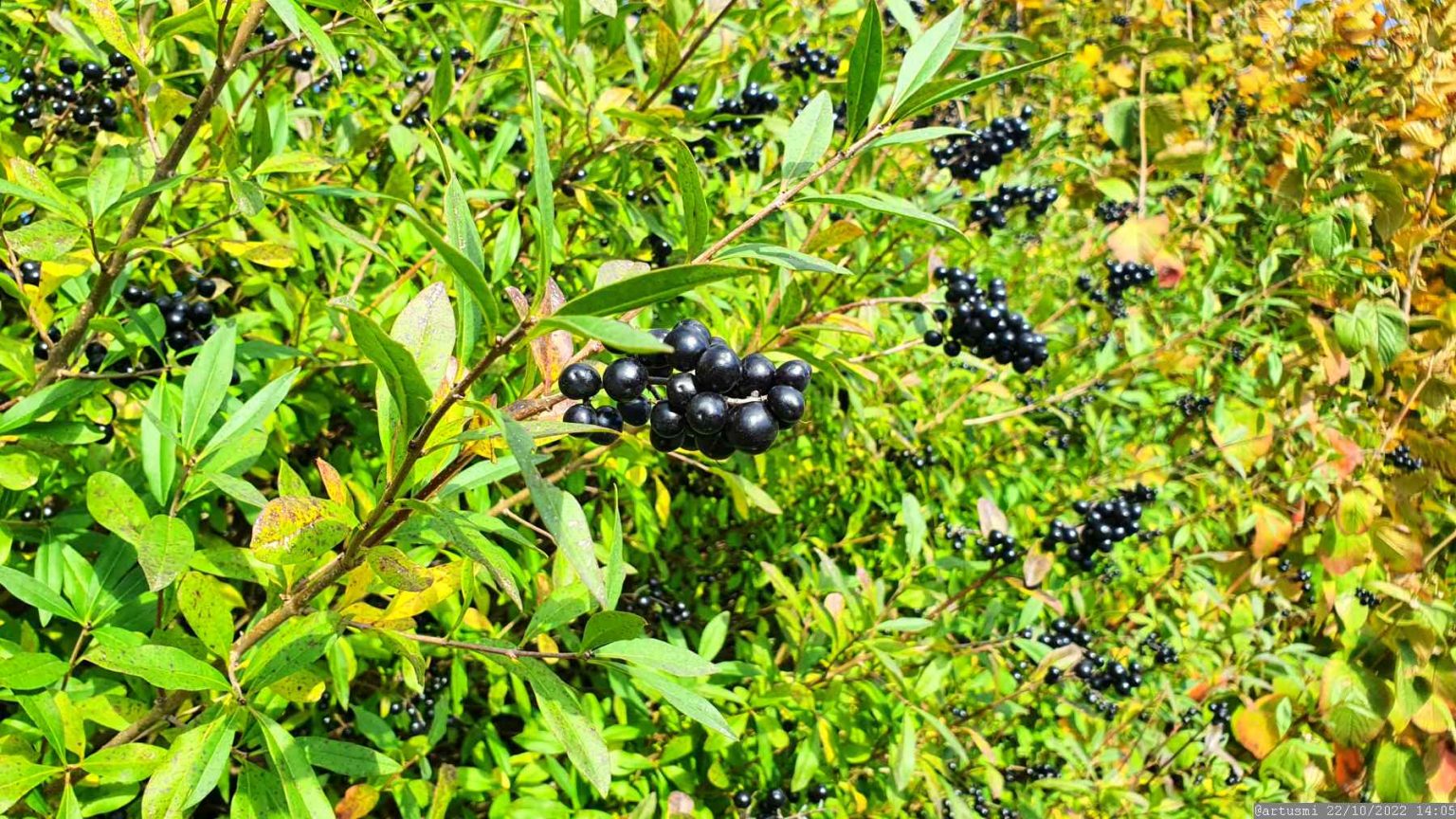 Arts Blog - Gewöhnliche Liguster (Ligustrum vulgare) – Pflanzenart in ...